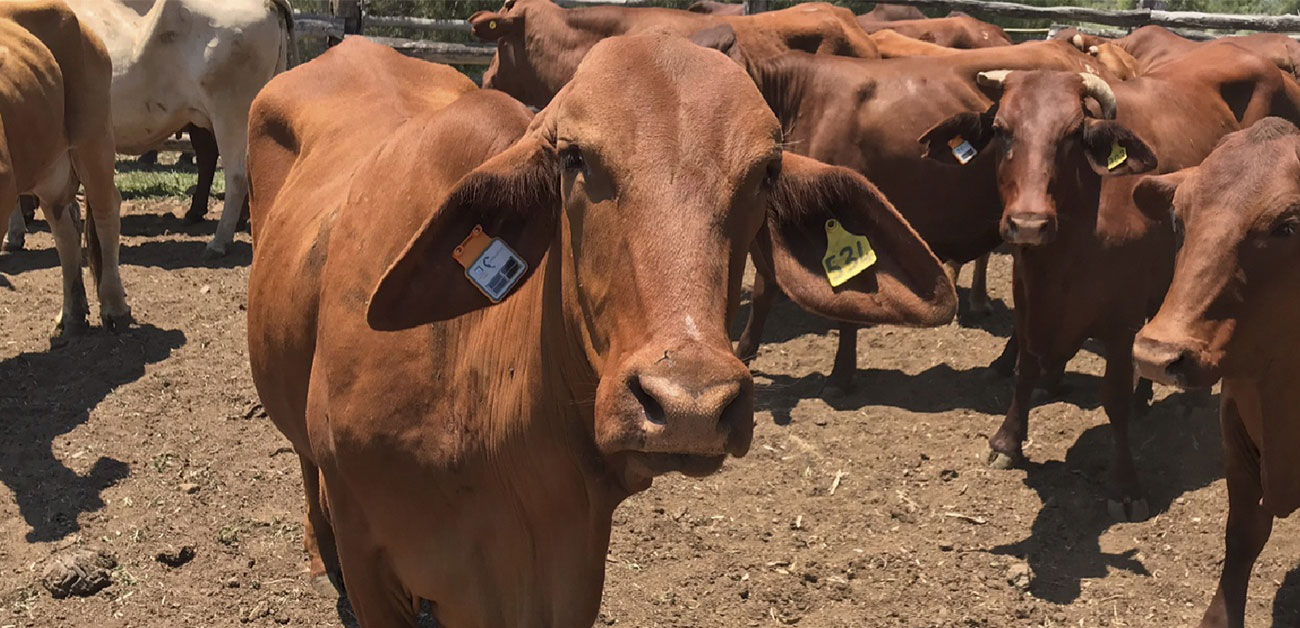 MOOvement GPS Cattle Tags, Track & Trace Animals With Your Phone ...